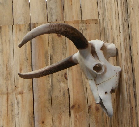 CRÂNE DE VACHE : Décors WESTERN